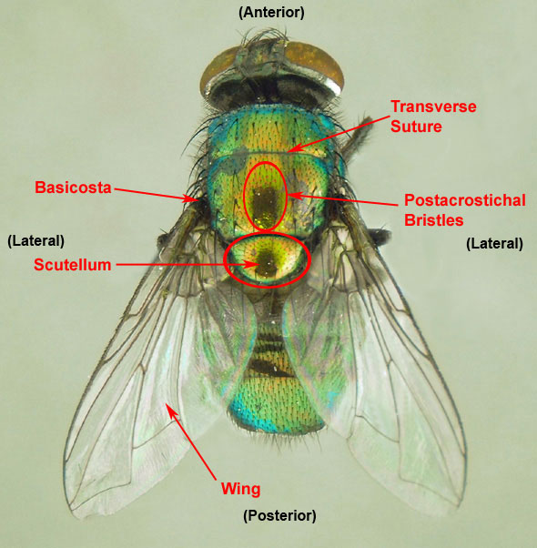 Fly Anatomy